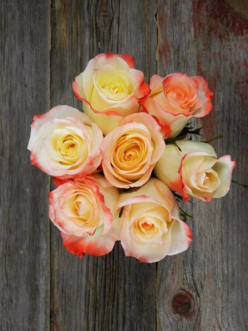 Wholesale Cabaret Bi-Color Cream/Red Roses Delivered Online | FlowerFarm