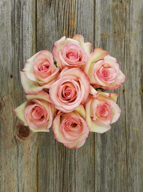 Wholesale Cezanne Bicolor Cream/Pink Roses Delivered Online | FlowerFarm