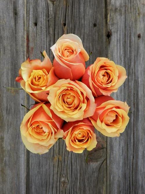 Wholesale Cherry Brandy Bicolor Orange/Pink Roses Delivered Online ...
