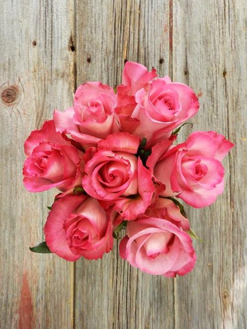 Wholesale Classic Cezanne Bi-Color White/ Pink Roses Delivered Online ...