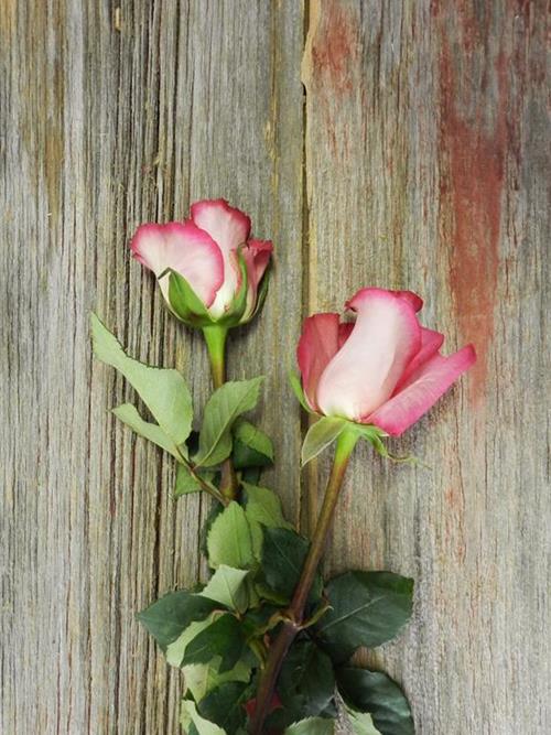Wholesale Classic Cezanne Bi-Color White/ Pink Roses Delivered Online ...
