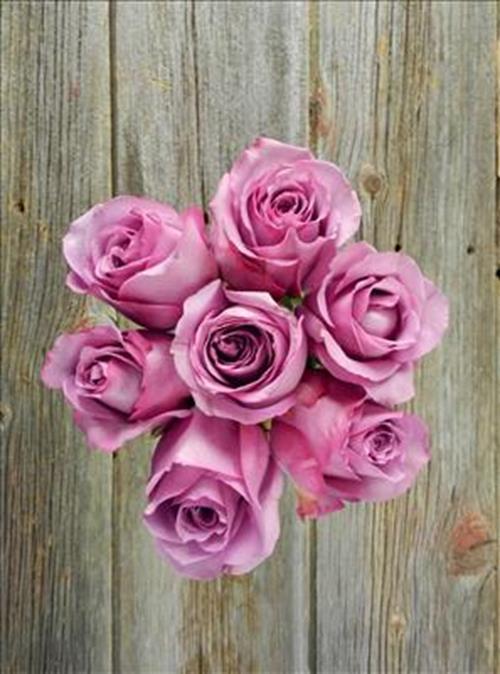 Wholesale Cool Water Lavender Roses Delivered Online | FlowerFarm