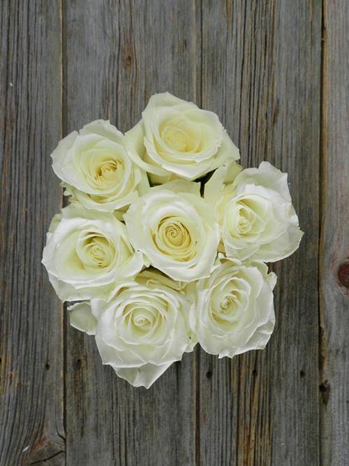 Wholesale Escimo White Roses Delivered Online | FlowerFarm