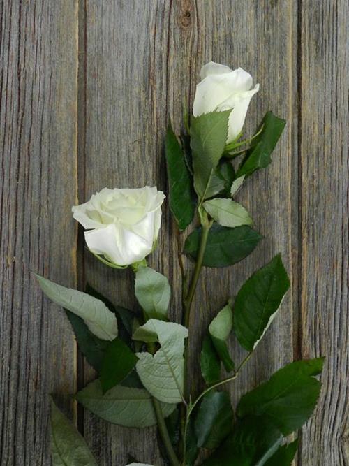 Wholesale Escimo White Roses Delivered Online | FlowerFarm