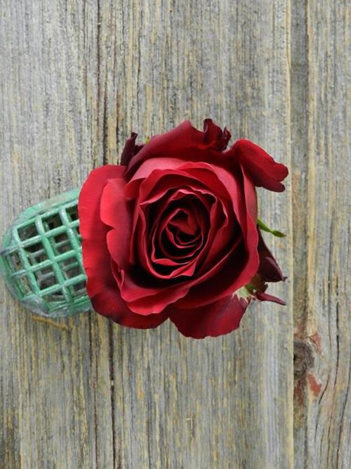 Wholesale Explorer Red Roses Delivered Online | FlowerFarm