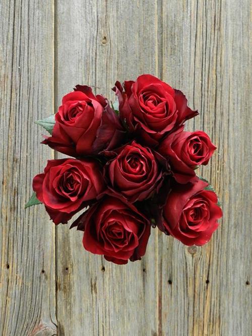 Wholesale Explorer Red Roses Delivered Online | FlowerFarm