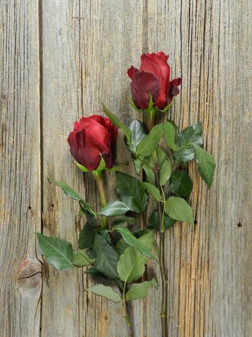 Wholesale Explorer Red Roses Delivered Online | FlowerFarm