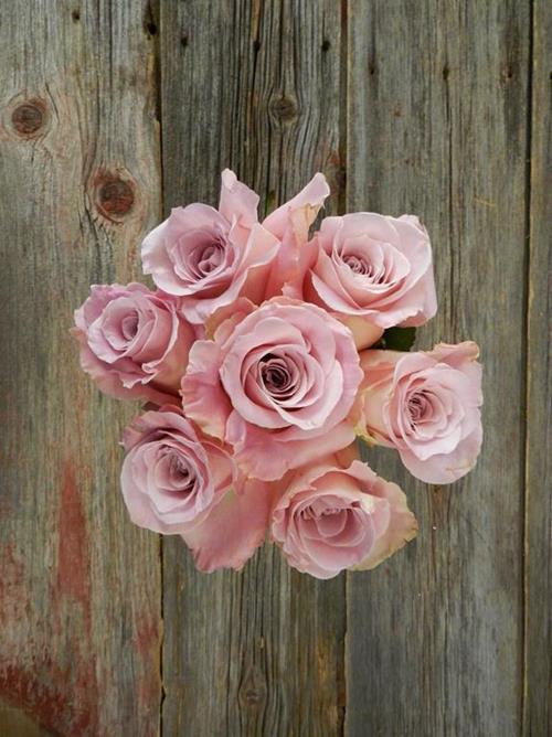 Wholesale Faith Light Pink-Mauve Roses Delivered Online | FlowerFarm