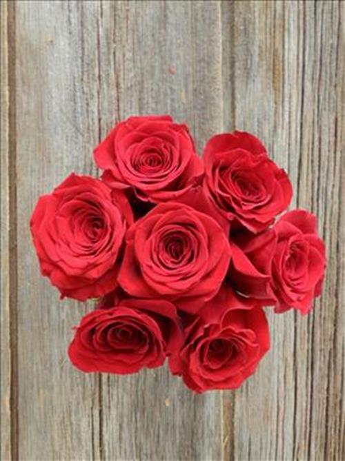 Wholesale Freedom Red Roses Delivered Online | FlowerFarm