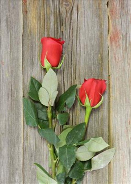Wholesale Freedom Red Roses Delivered Online | FlowerFarm