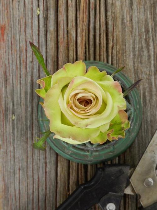 Wholesale Roses in Bulk | FlowerFarm - Fresh Cut Roses