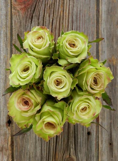 Wholesale Green Fashion Roses Delivered Online | FlowerFarm