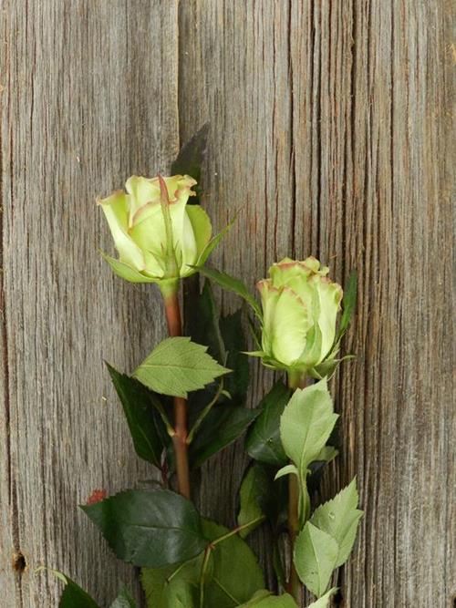 Wholesale Green Fashion Roses Delivered Online | FlowerFarm