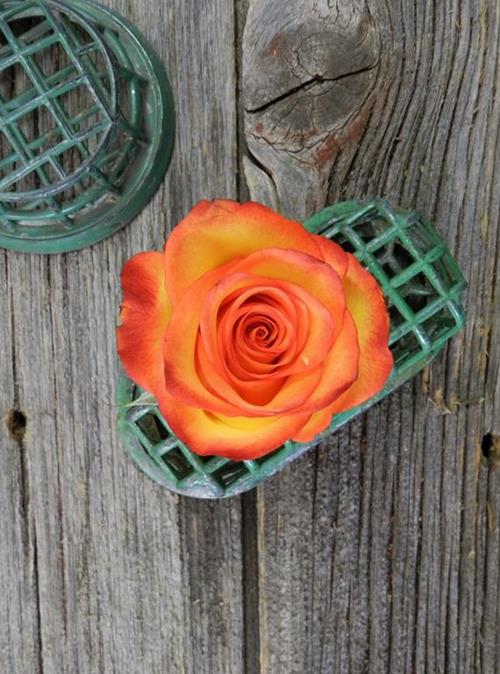 Wholesale High & Magic Bicolor Yellow/Red Color Roses Delivered Online ...