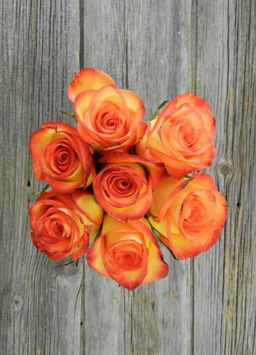 Wholesale High & Magic Bicolor Yellow/Red Color Roses Delivered Online ...