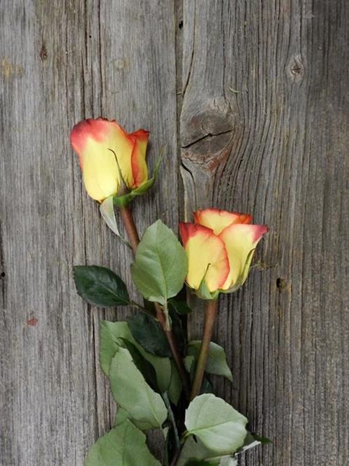 Wholesale High & Magic Bicolor Yellow/Red Color Roses Delivered Online ...