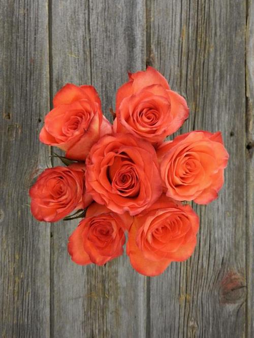 Wholesale High & Orange Magic Bicolor Orange/Yellow Rose Delivered ...