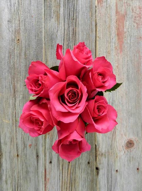 Wholesale Hot Princess Hot Pink Roses Delivered Online | FlowerFarm
