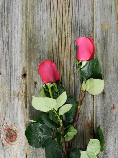 Wholesale Hot Princess Hot Pink Roses Delivered Online | FlowerFarm