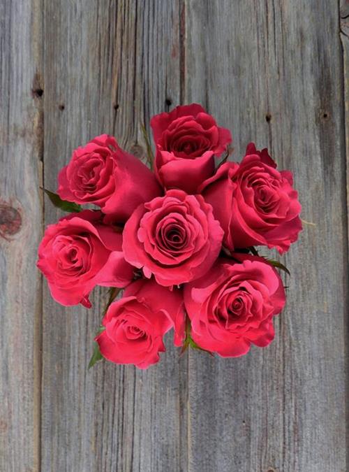 Wholesale Hot Lady Hot Pink Color Roses Delivered Online | FlowerFarm
