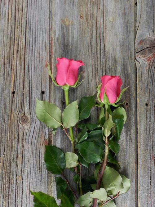 Wholesale Hot Lady Hot Pink Color Roses Delivered Online | FlowerFarm