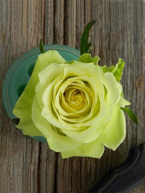 Wholesale Green Flowers Online | FlowerFarm