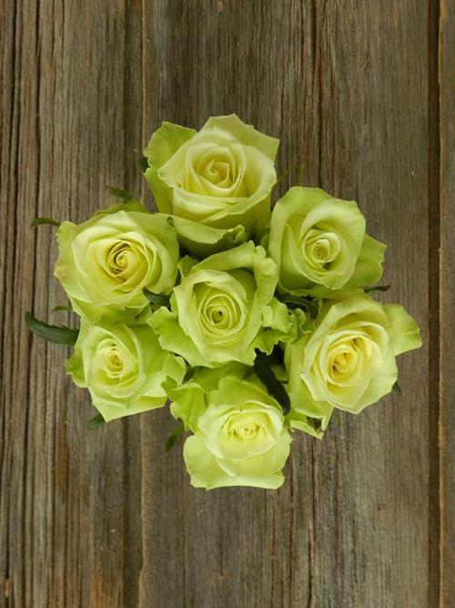 Wholesale Jade Green Roses Delivered Online | FlowerFarm