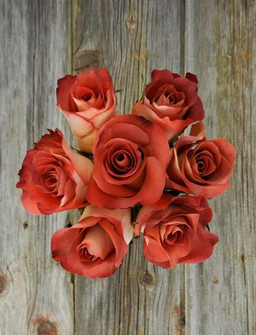Wholesale Leonidas Earth Tone Roses Delivered Online | FlowerFarm
