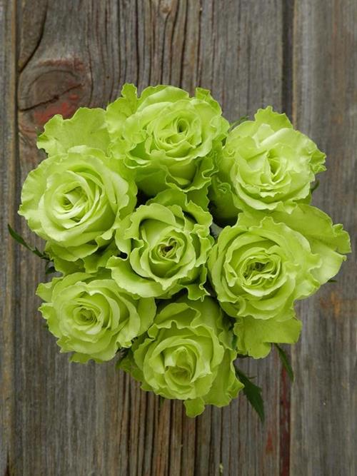 Wholesale Limbo Green Color Roses Delivered Online | FlowerFarm