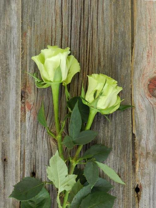 Wholesale Limbo Green Color Roses Delivered Online | FlowerFarm
