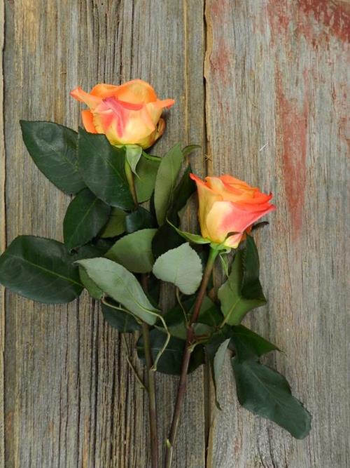 Wholesale Miracle Orange Roses Delivered Online | FlowerFarm