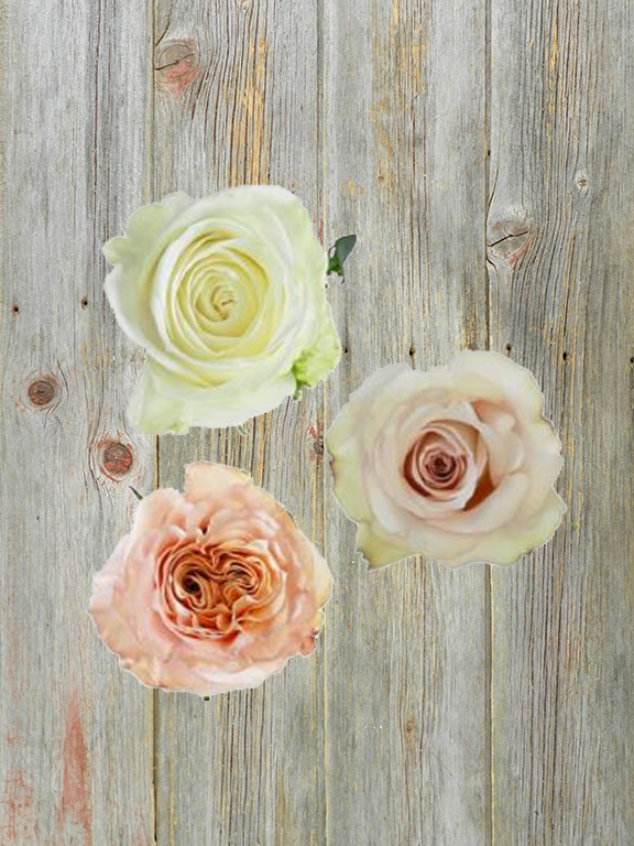 Wholesale Neutral Shades Assorted Color Roses Delivered Online | FlowerFarm