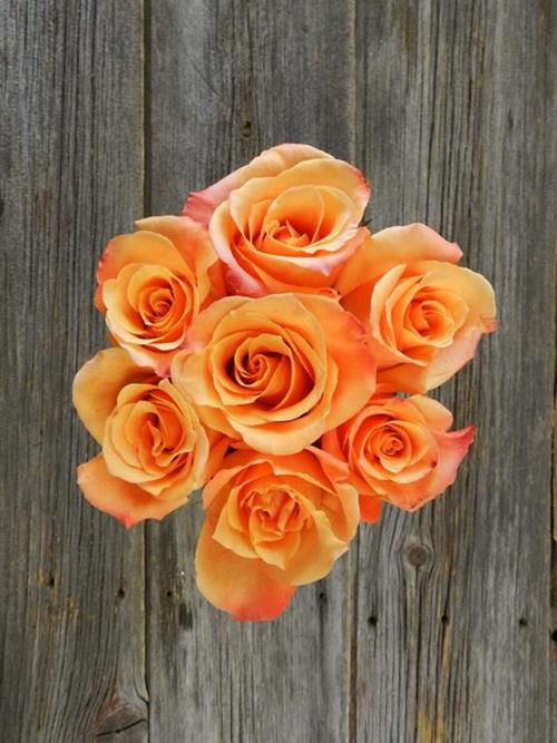 Wholesale Orange Unique Roses Delivered Online | FlowerFarm
