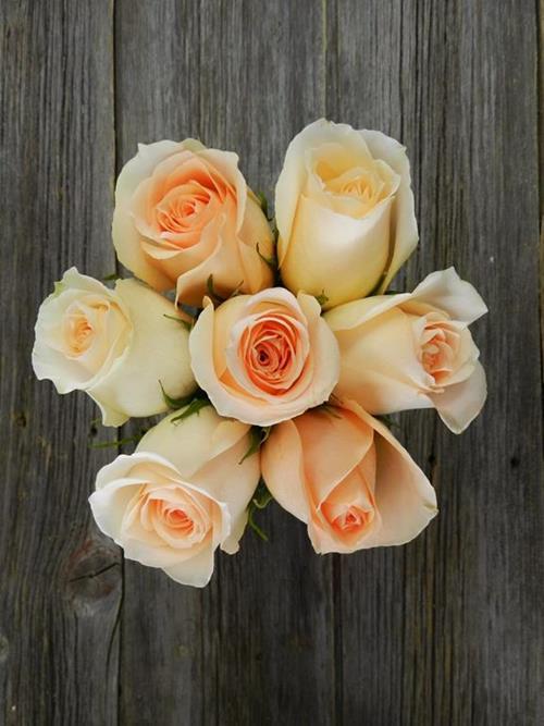 Wholesale Peach Color Roses Delivered Online | FlowerFarm