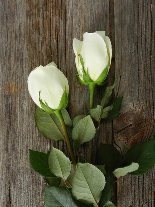 Wholesale Polo White Roses Delivered Online | FlowerFarm