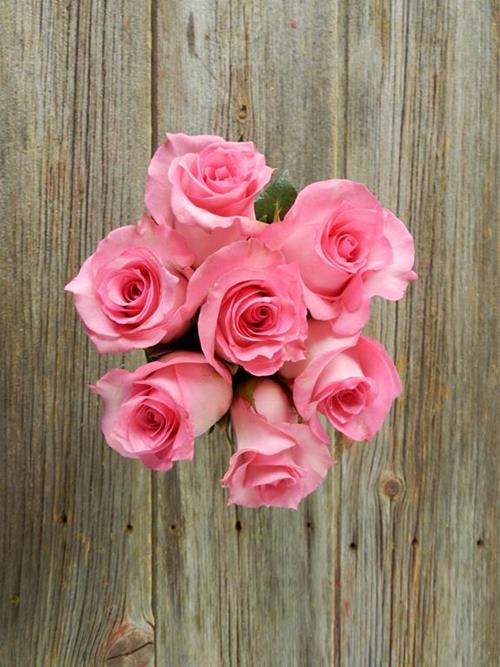 Wholesale Priceless Pink Roses Delivered Online | FlowerFarm