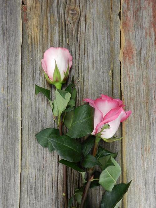 Wholesale Priceless Pink Roses Delivered Online | FlowerFarm