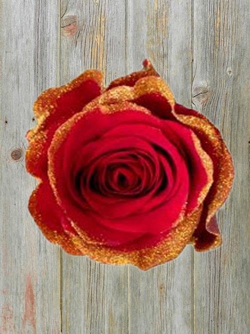 Wholesale Rudolf`S Jory Tinted Rose Delivered Online | FlowerFarm