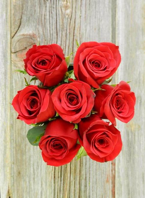 Wholesale Red Roses Delivered Online | FlowerFarm