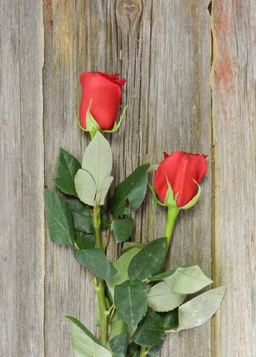 Wholesale Red Roses Delivered Online | FlowerFarm