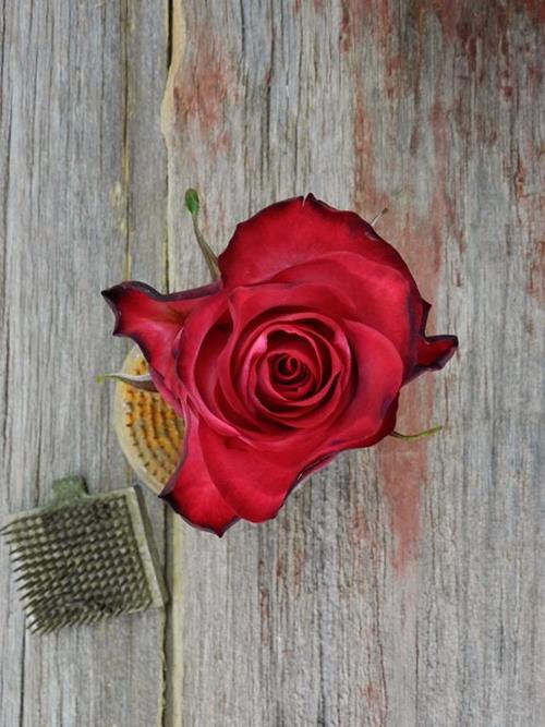 Wholesale Riviera Bicolor White/ Hot Pink Roses Delivered Online ...