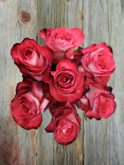 Wholesale Riviera Bicolor White/ Hot Pink Roses Delivered Online ...