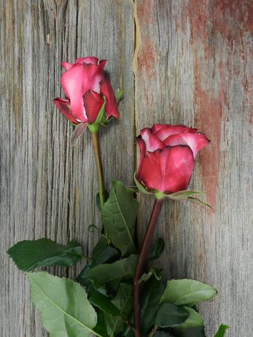 Wholesale Riviera Bicolor White/ Hot Pink Roses Delivered Online ...