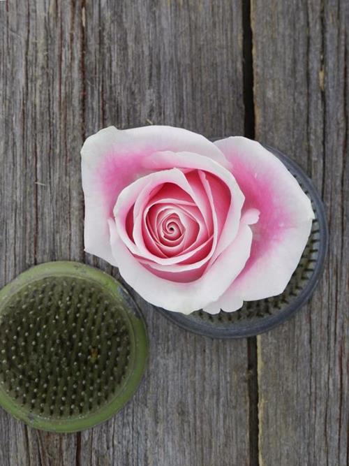 Wholesale Rosita Vendela Pink Roses Delivered Online | FlowerFarm