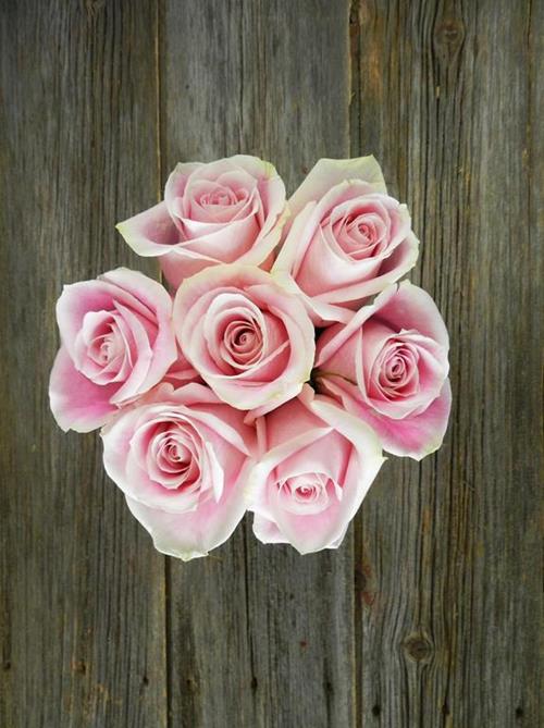 Wholesale Rosita Vendela Pink Roses Delivered Online | FlowerFarm