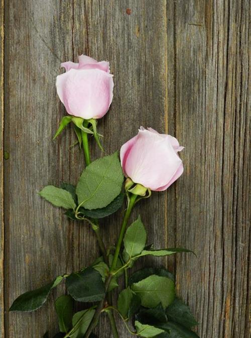 Wholesale Rosita Vendela Pink Roses Delivered Online | FlowerFarm