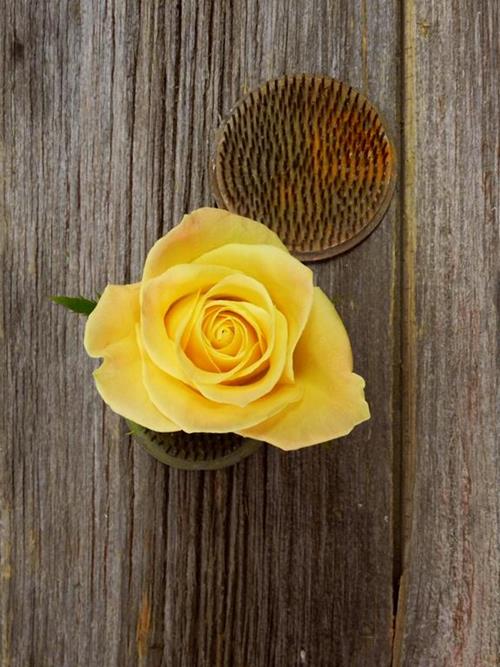 Wholesale Skyline Yellow Roses Delivered Online | FlowerFarm