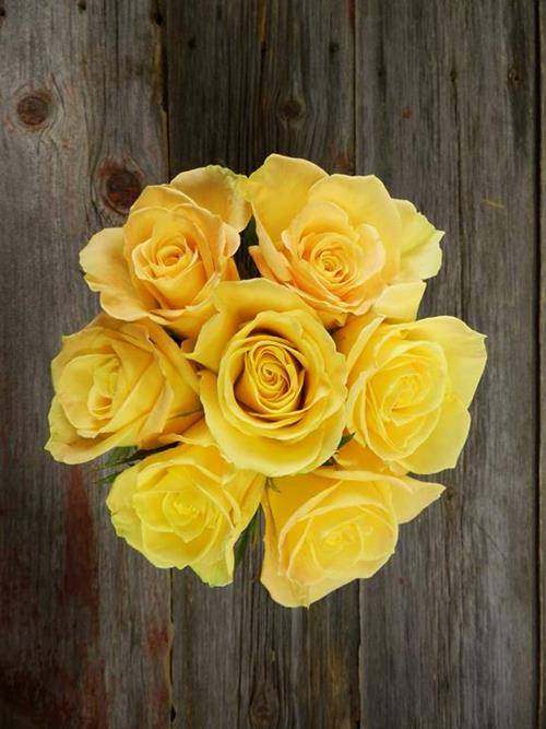 Wholesale Skyline Yellow Roses Delivered Online | FlowerFarm