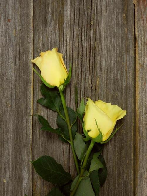 Wholesale Skyline Yellow Roses Delivered Online | FlowerFarm