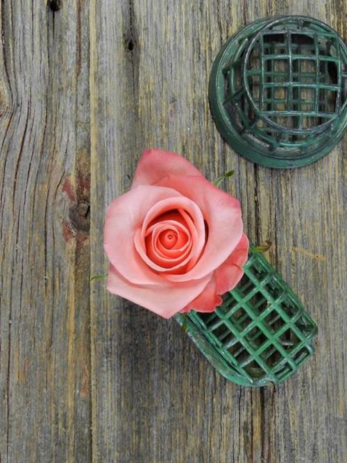 Wholesale Sandra Light Pink Roses Delivered Online | FlowerFarm